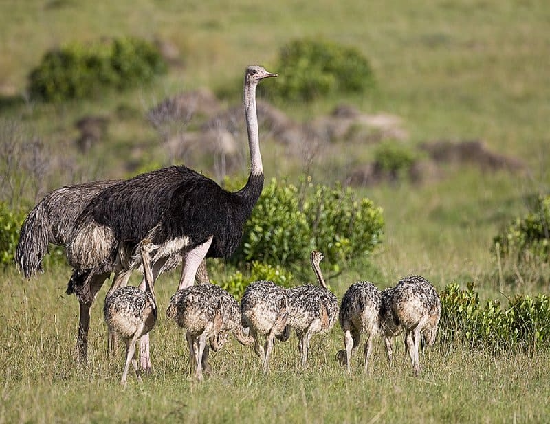 The Courage and Stupidity of the Ostrich | Living Passages